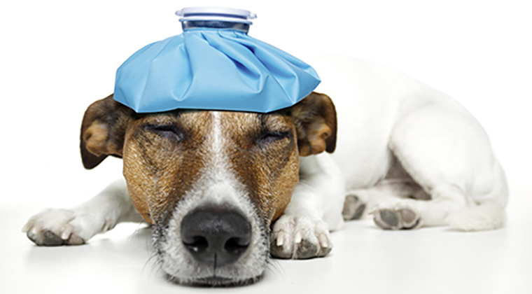 Ode to the headache! - Wellbeing Magazine